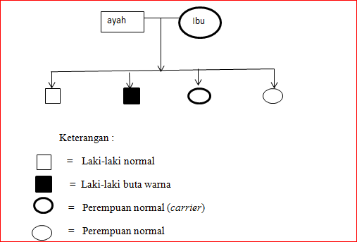 Seorang anak menderita kelainan buta warna. Sement...