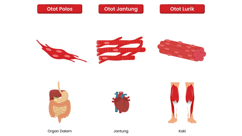 apa saja macam macam otot...