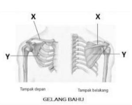 GAMBAR PENYUSUN TULANG RANGKA Penyusun tulang X da...