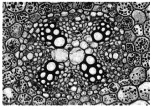 Perhatikan anatomi organ dari tanaman Ranunculus b...