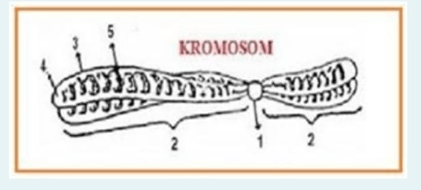Perhatikan Gambar Kromosom Berikut Berdasarkan Gambar Bagian Kromosom ... Perhatikan Gambar Kromosom Berikut Berdasarkan Gambar Bagian Kromosom ...