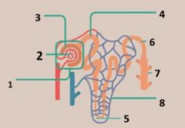 amati gambar! proses augmentasi terjadi pada bagia...