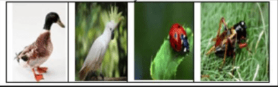 What animals are they? a. They are duck, cassowa...