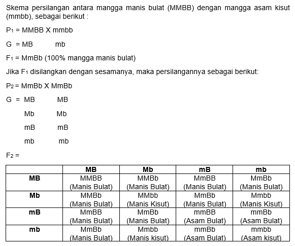 Diadakan persilangan antara mangga manis bulat (MM...