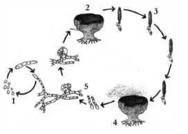 Askokarp ditunjukkan oleh gambar nomor .... a. 1 ...