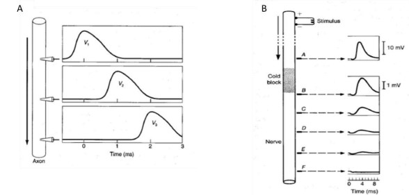 Ketika tidak mengantarkan rangsang, membran bagian...