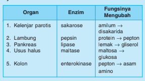 Dari tabel di bawah ini yang sesuai antara organ,