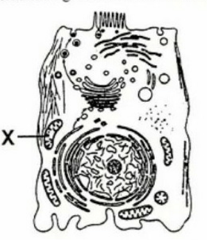 Perhatikan gambar sel hewan berikut! Organel X be...