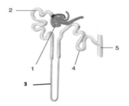 Perhatikan bagian nefron berikut ini! Proses pena...