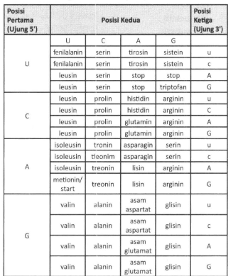 Dalam proses sintesis protein, mRNA (messengerRNA)...