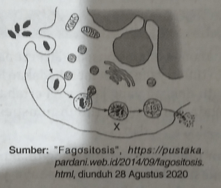 Perhatikan proses fagositosis berikut! Peristiwa p...
