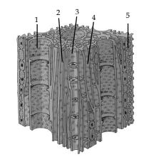 Perhatikan gambar berikut. Sel yang ditunjuk nomor...