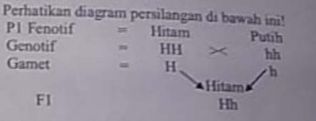Perhatikan diagram persilangan di bawah ini! Bila ...