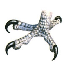 Perhatikan gambar berikut. Bentuk cakar pada gamba...