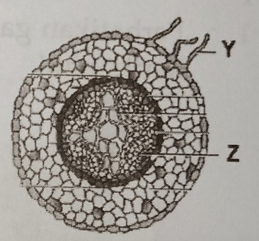 Perhatikan penampang struktur akar berikut! Bagia...