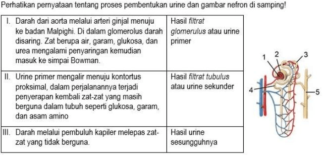 Perhatikan pernyataan tentang proses pembentukan u...