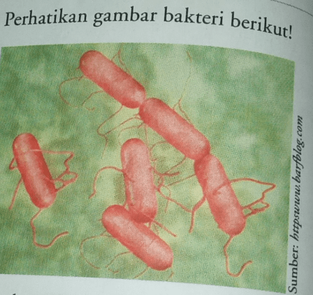 Gambar di atas merupakan bentuk di bakteri .... a....