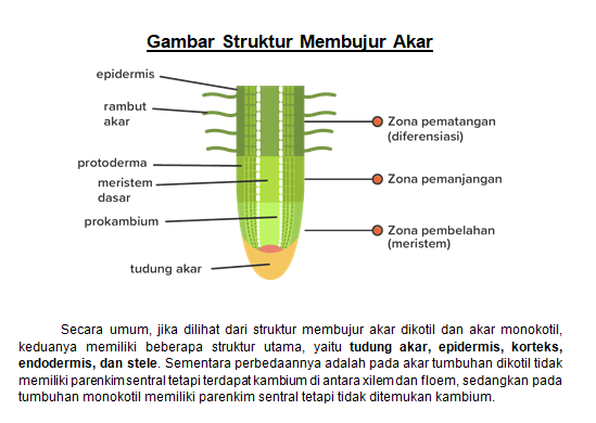 gambarkan struktur membujur akar monokotil!...