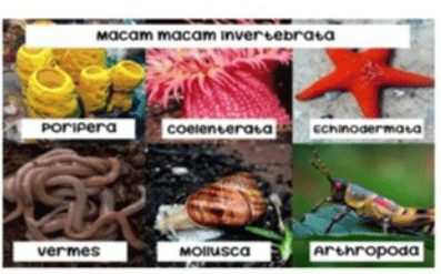 perhatikan gambar hewan - hewan berikut ! berdasar...