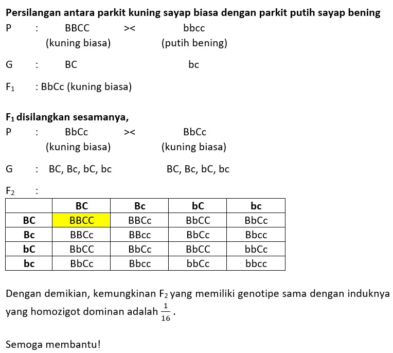 Burung parkit warna dasar kuning- sayap biasa (BBC...