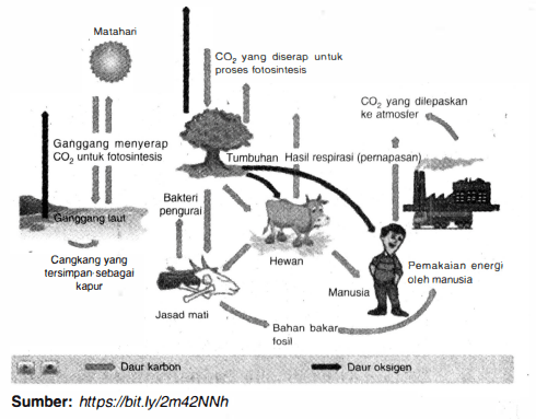 Siklus Karbon Siklus Karbon | PDF | Sains & Matematika