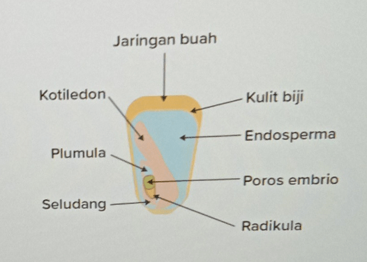 Apabila bijii tersebut ditanam, sistem perakaran y...