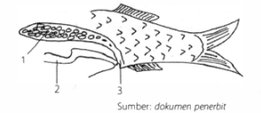 Perhatikan gambar alat reproduksi ikan berikut. Ba...