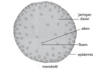 gambarkan batang monokotil dengan keterangannya! k...