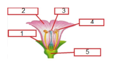 Perhatikan gambar penampang bunga berikut! Bagian ...