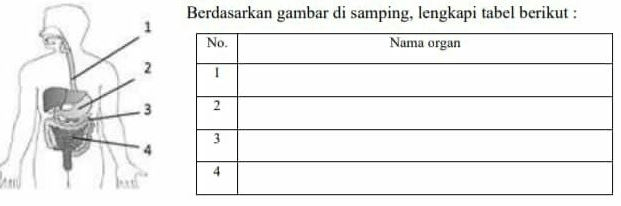 Perhatikan gambar sistem organ pencernaan di bawah...