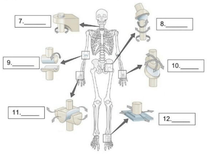 Lengkapi gambar berikut! Beri nama sendi yang sesu...