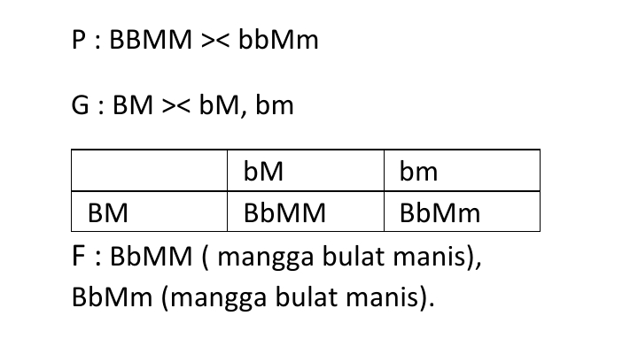 Disilangkan tanaman mangga bulat manis (BBMM) deng...