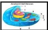 Perhatikan gambar sel berikut! Membran sel, inti s...