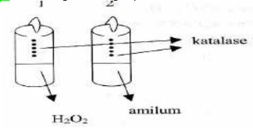 -Tabung 1 timbul gelembung dan bila di uji dengan ...