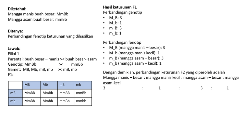 Persilangan dihibrid mangga manis buah besar (mmbb...