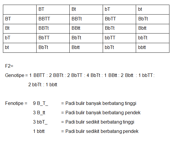 Sebatang padi bulir banyak berbatang tinggi (BBTT)...