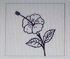 Sifat yang dimiliki tanaman tersebut adalah .... ...