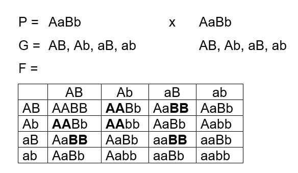 Bila induk dengan 2 alel bersifat heterozigot domi...