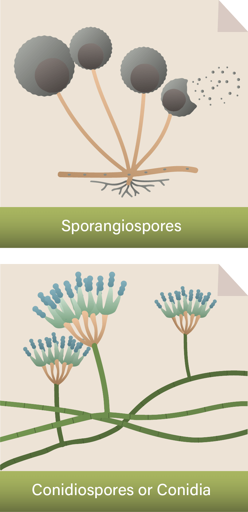 sirklus hidup deutremycota...