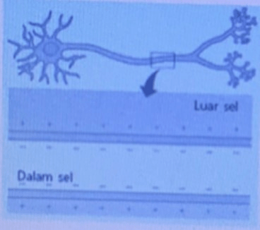 Pada gambar ini, serabut saraf dalam keadaan istir...