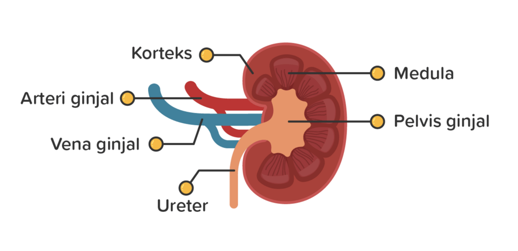 kak boleh kasih saya gambar dan struktur ginjal...