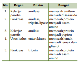 Hubungan yang tepat antara organ, enzim yang dihas...