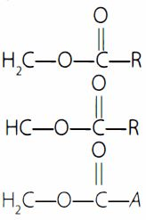 Senyawa fosfolipid mempunyai struktur umum sebagai...
