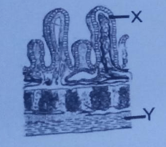 Berikut merupakan gambar penampang ileum. Bagian y...