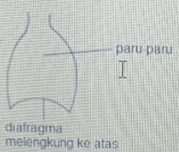 gambar berikut merepresentasikan rongga dada secar...