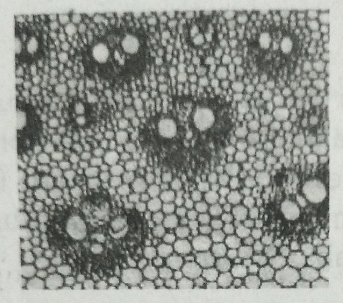 Perhatikan gambar berikut! Tipe jaringan pengakut ...