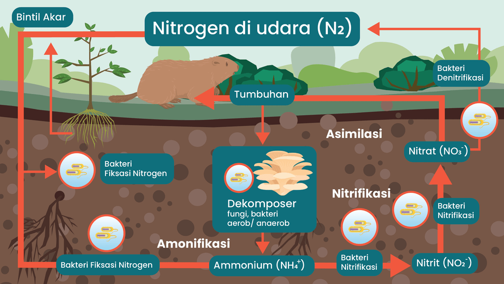 contoh daur biogeokimia dari nitrogen... contoh daur biogeokimia dari nitrogen...
