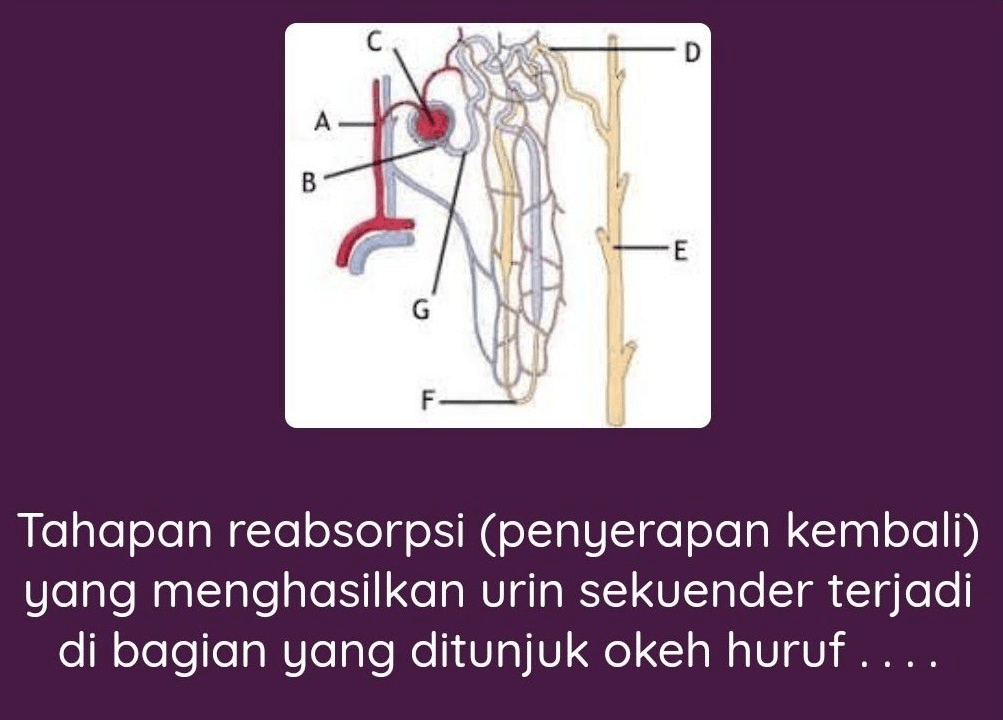Tahapan reabsorpsi (penyerapan kembali) yang mengh...