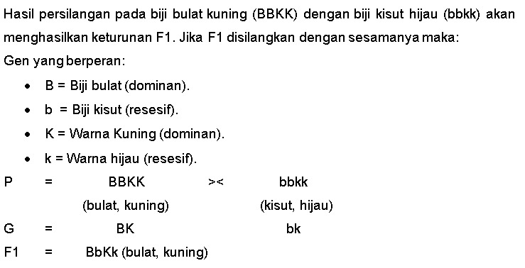 Persilangan antara bijiii bulat kuning (BBKK) deng...