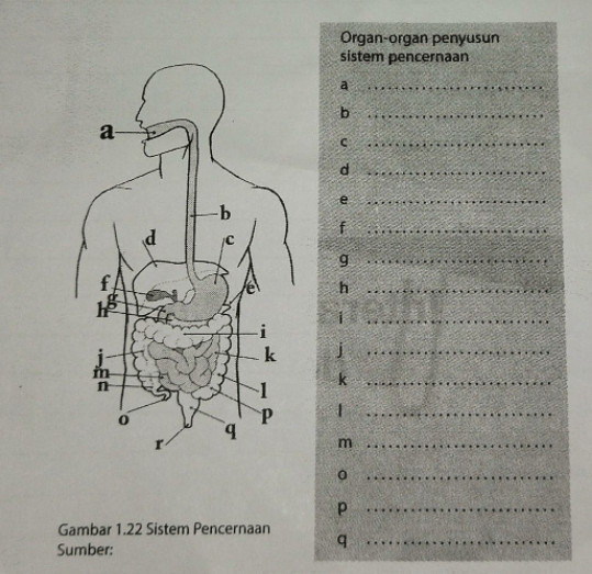 Perhatikan Gambar Sistem Pencernaan Di Bawah Ini